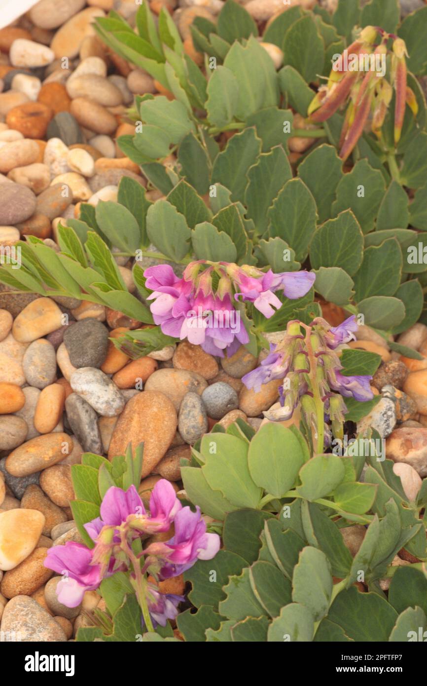 Sea Pea (Lathyrus japonicus) flowering, growing on shingle beach ...