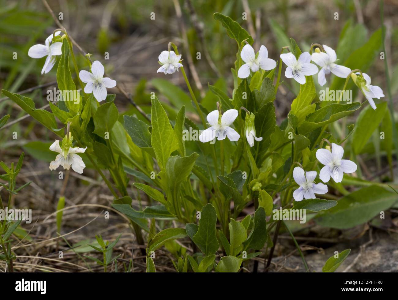 Flowering pale dog violet (Viola lactea), Estonia, Spring Stock Photo ...