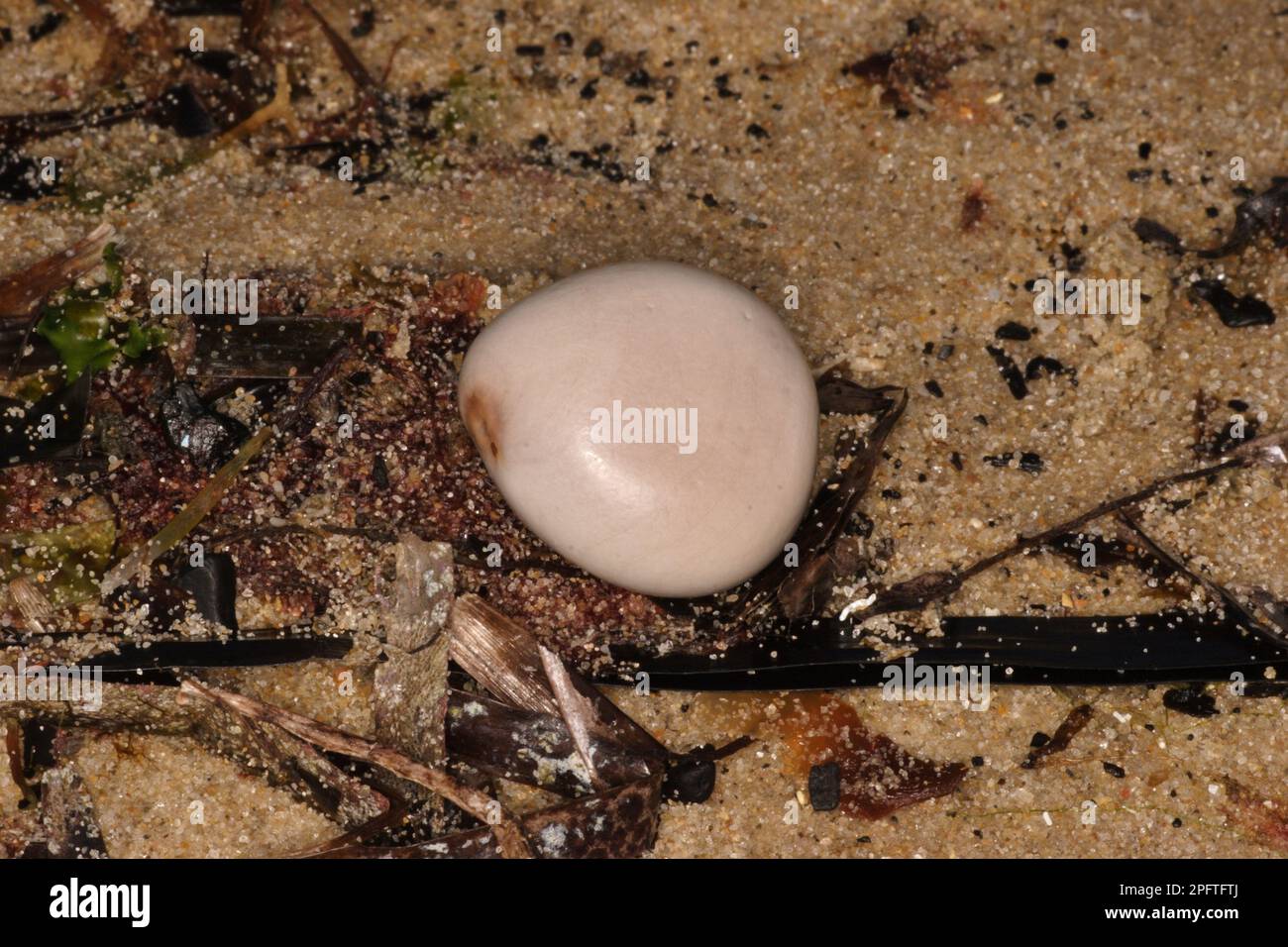 Grey Nickar (Caesalpinia bonduc) seed, washed up on beach strandline ...