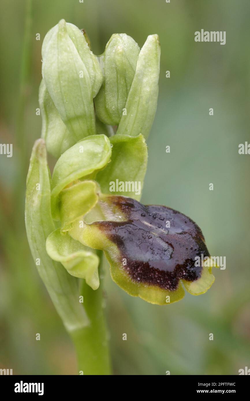 Monte Lauro orchid (Ophrys laurensis) close-up of flower and buds ...