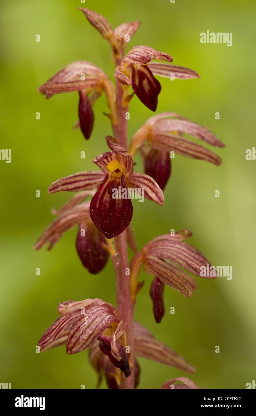 Striped Coralroot (Corallorhiza striata) close-up of flowers, in dense ...