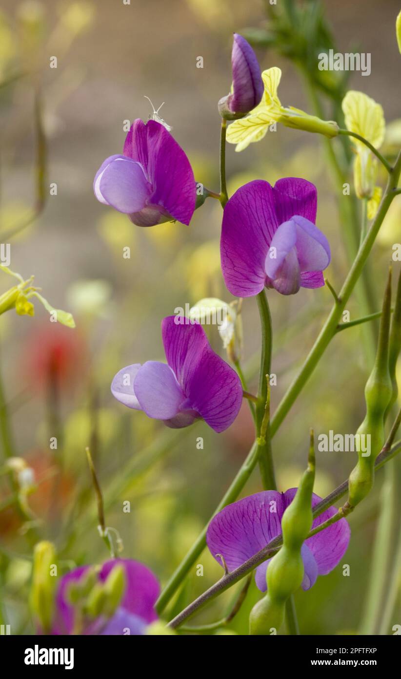 Crimson fava santorinis (Lathyrus clymenum) close-up of flowers growing ...