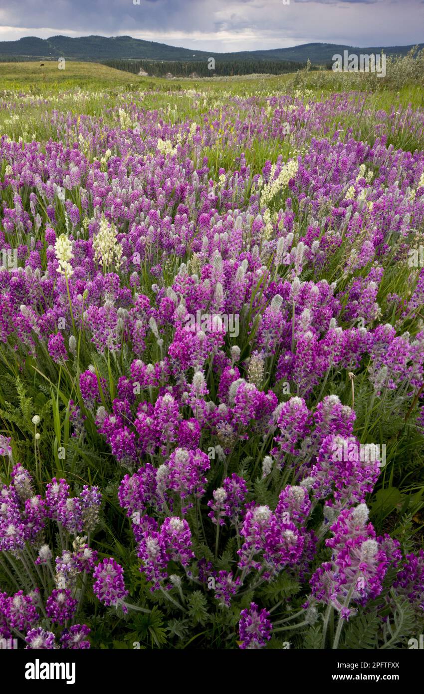 Showy Locoweed (Oxytropis splendens) and Mountain Locoweed (Oxytropis ...