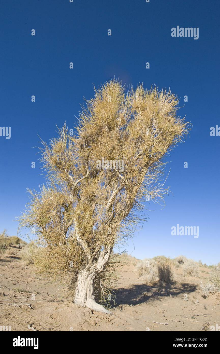 Haloxylon sp hi-res stock photography and images - Alamy