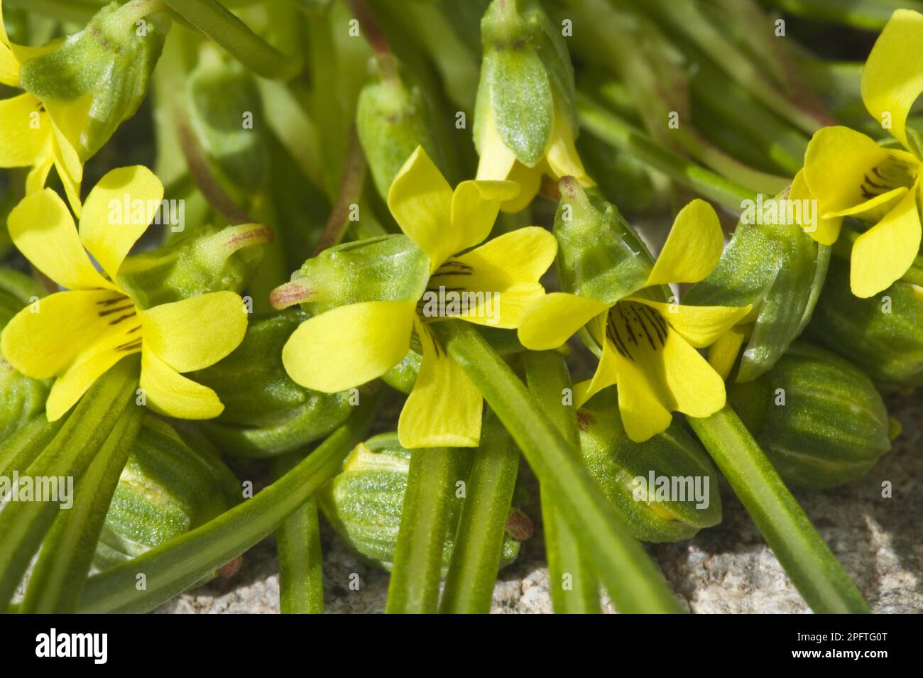 Viola asterias hi-res stock photography and images - Alamy