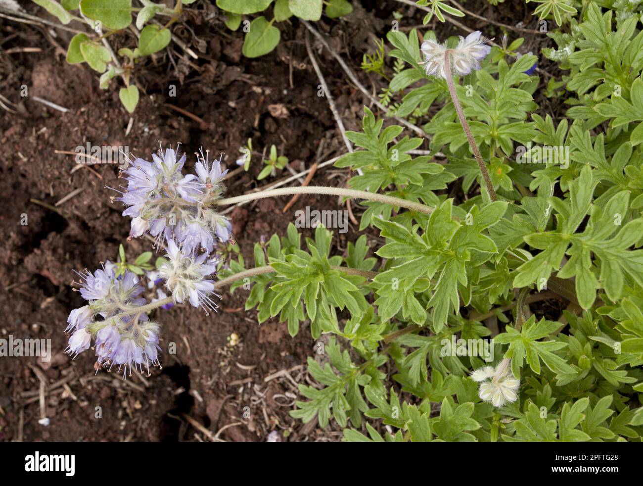 Pacific Waterleaf (Hydrophyllum tenuipes) flowering, Cone Peak, Central ...