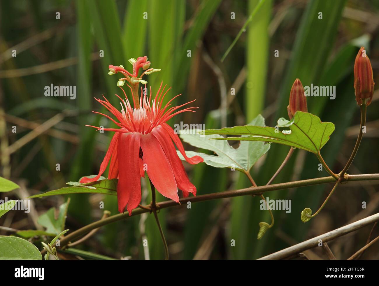 Perfumed perfumed passionflower (Passiflora vitifolia) flowers, Darien ...
