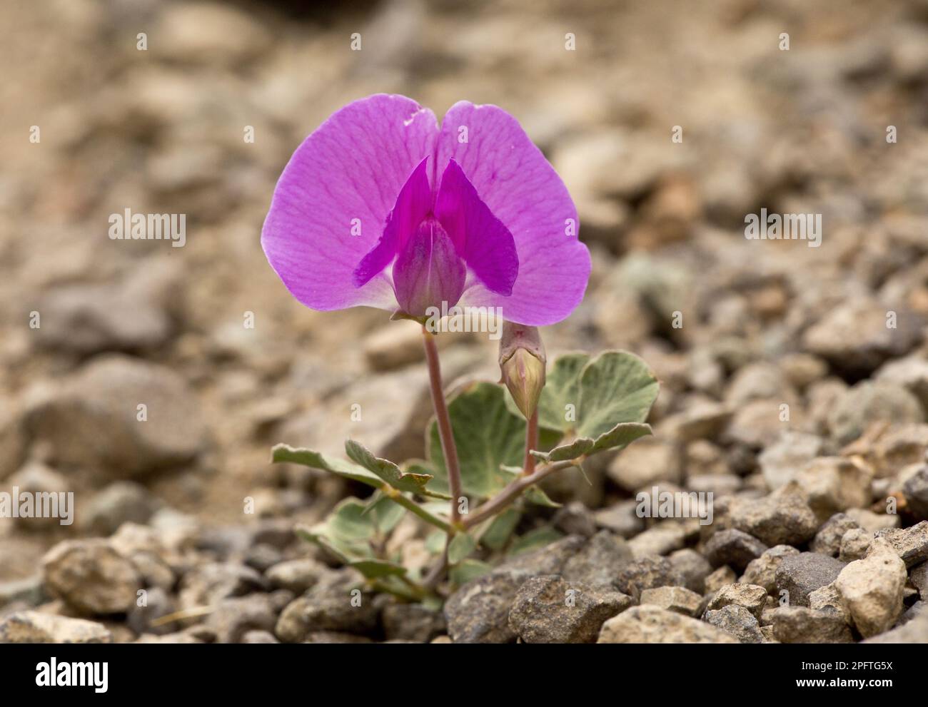 Pavilovia formosa hi-res stock photography and images - Alamy