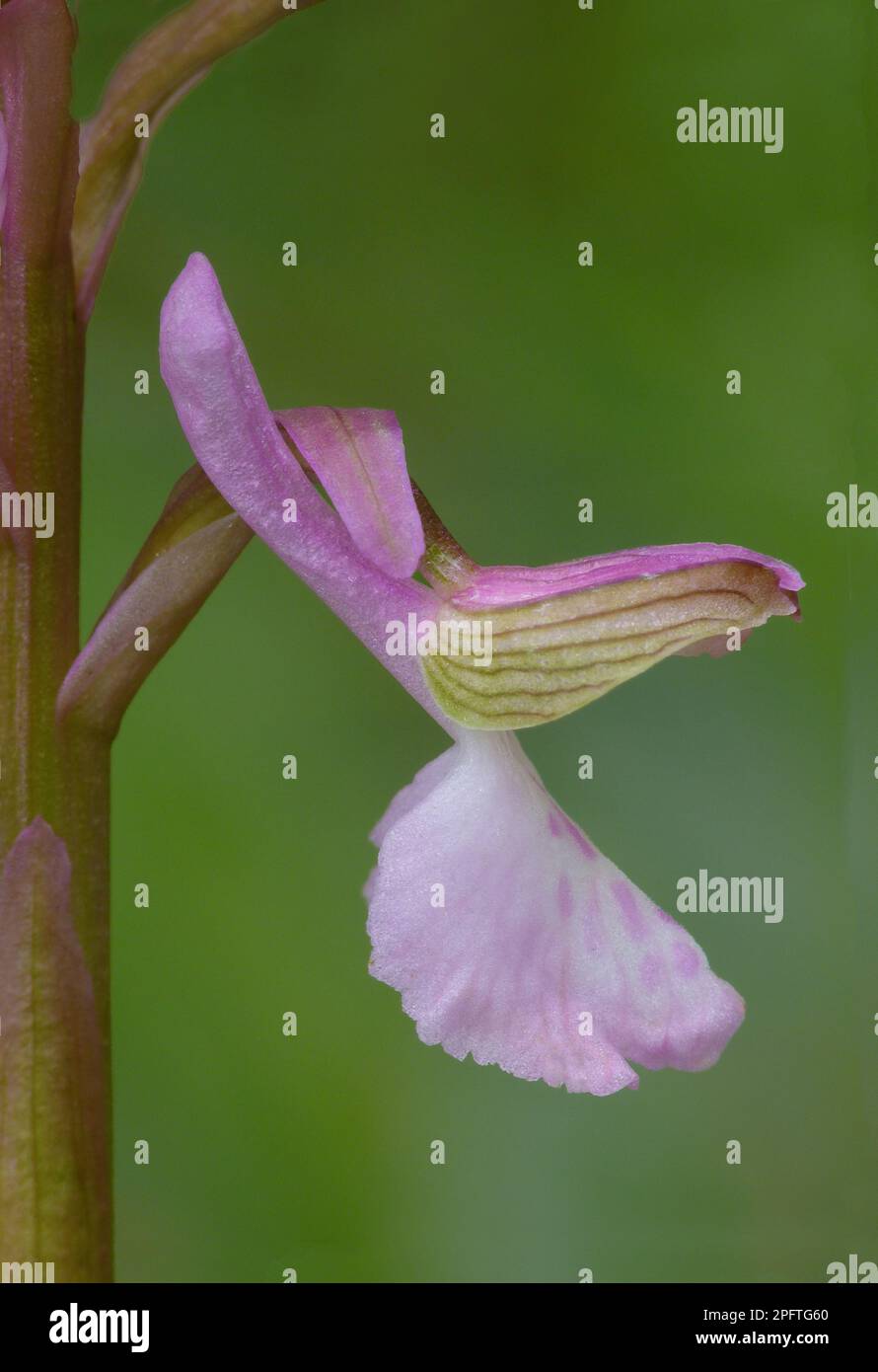 Painted orchid (Orchis picta), close-up of flower, Corsica, France ...