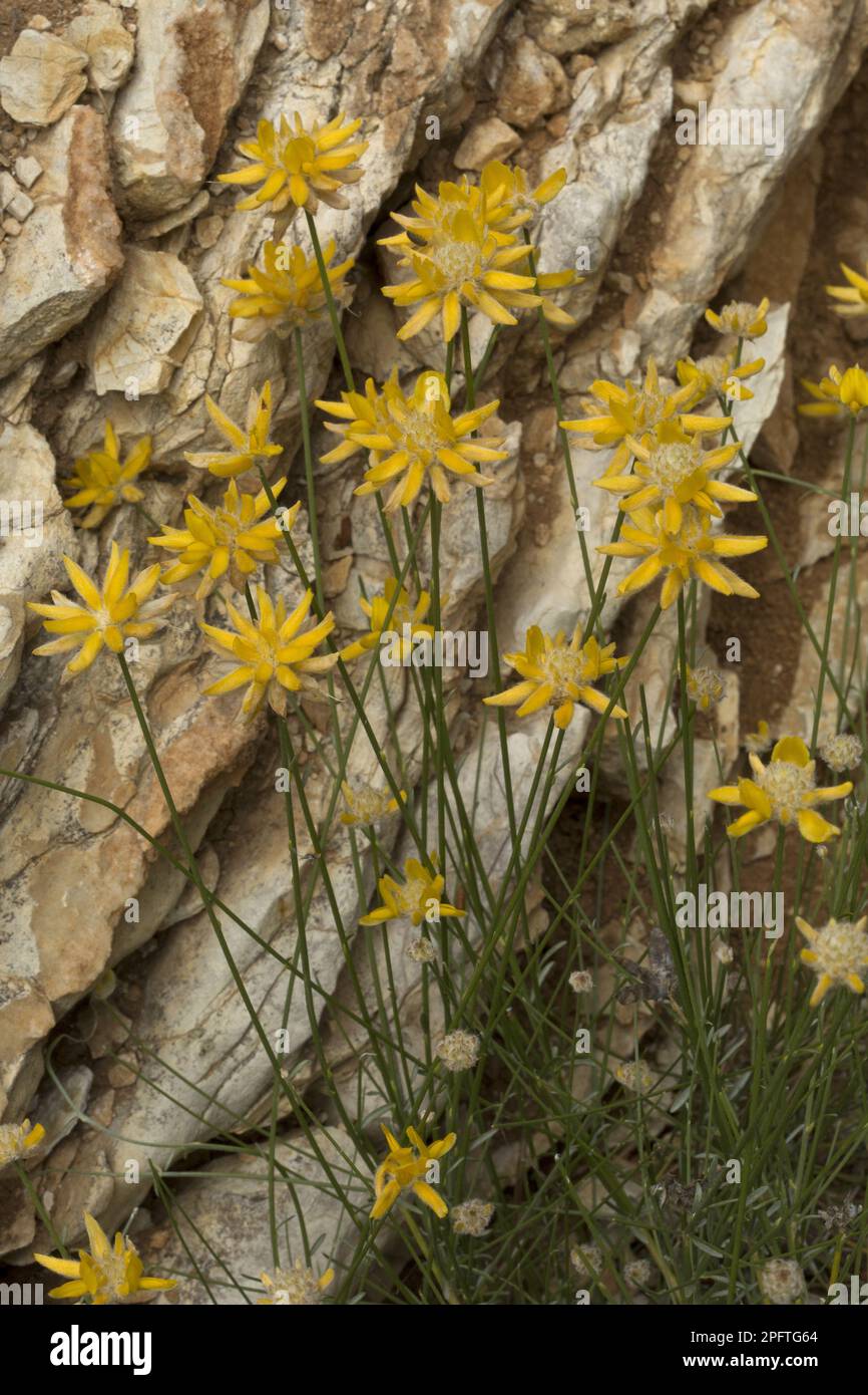 Flowering Spanish greenweed (Genista umbellata), near Ronda, Malaga ...