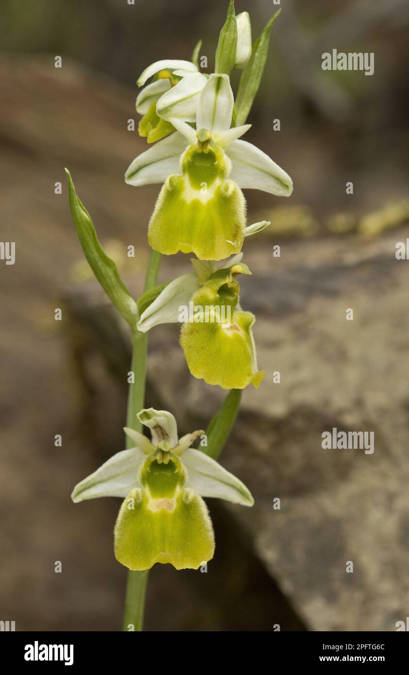 Chesterman's orchid (Ophrys chestermanii) albino form, flower, Sardinia ...