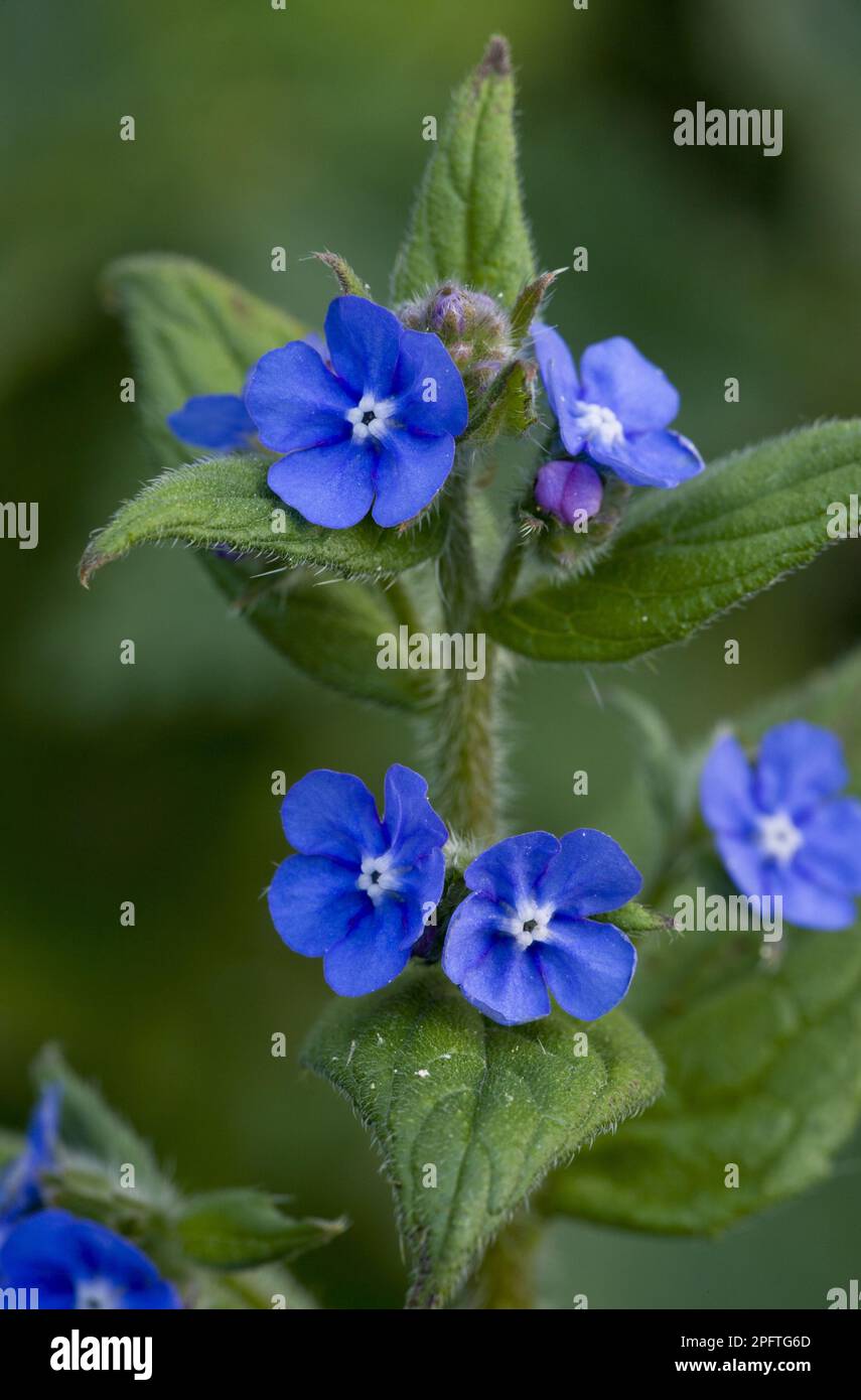 Enduring ox tongue (Pentaglottis sempervirens), Spanish ox-tongue ...