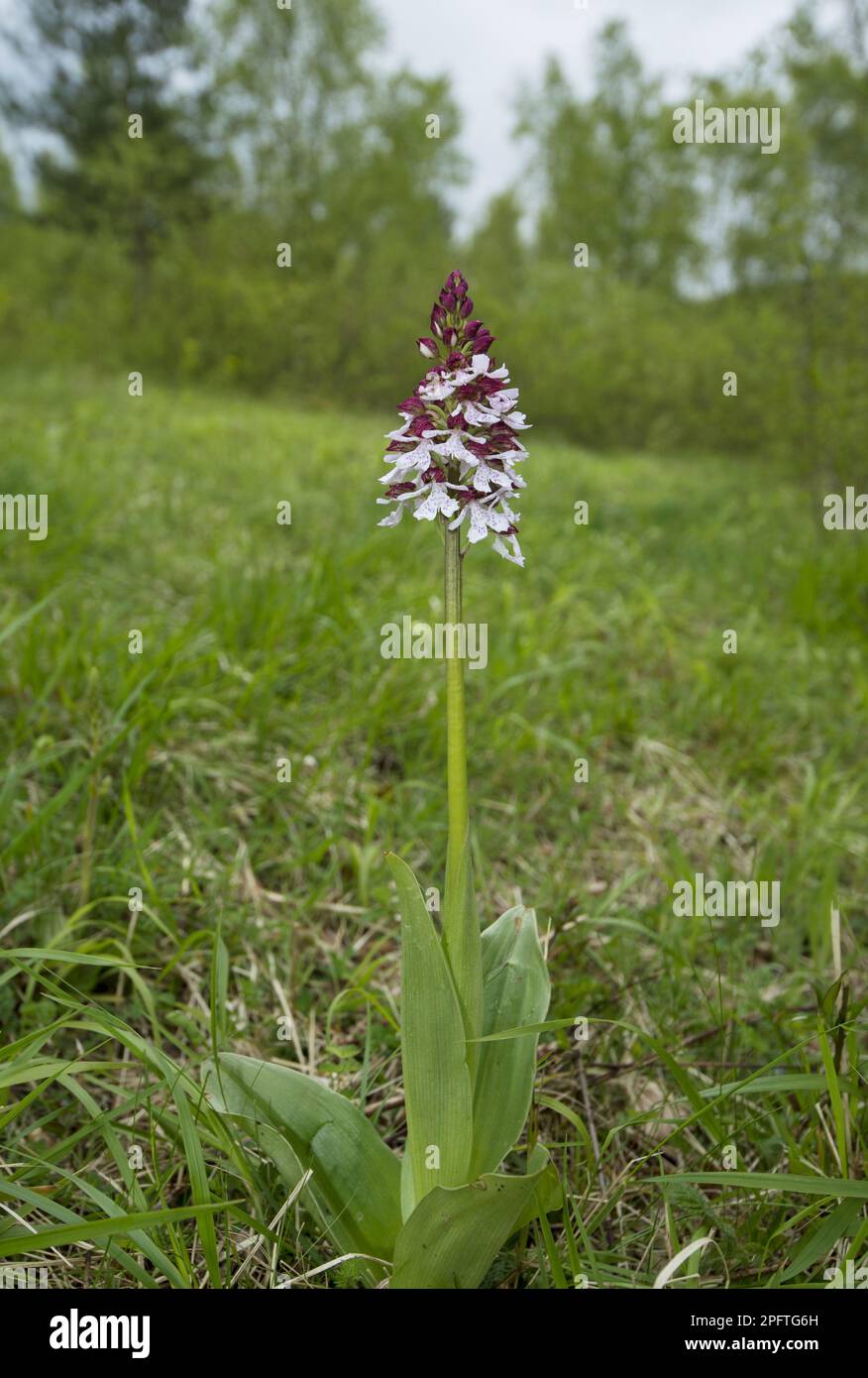 Northern marsh-orchid (Orchis purpurea), orchids, Lady Orchid ...