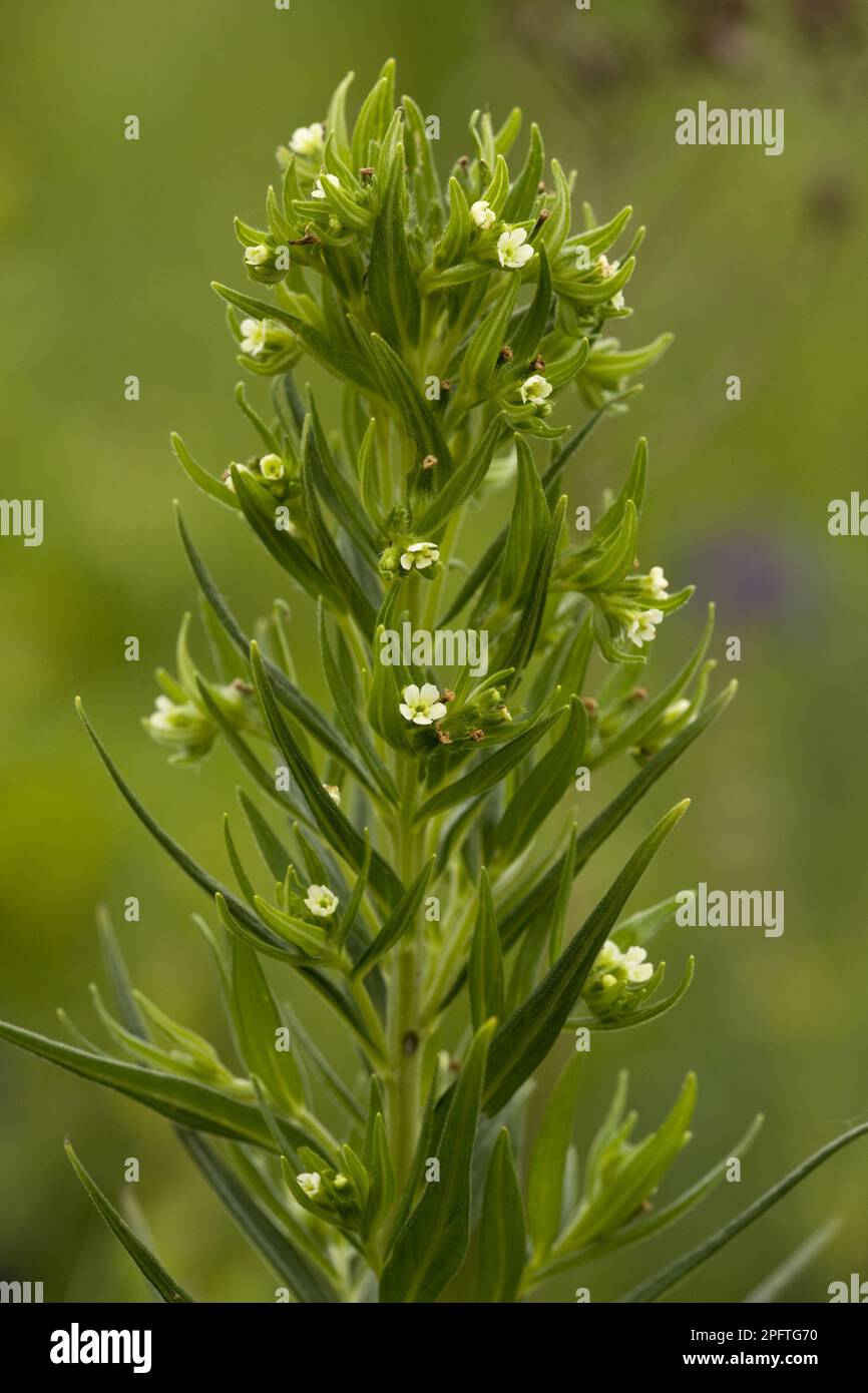 Common gromwell (Lithosperum officinale) flowering, Romania Stock Photo ...