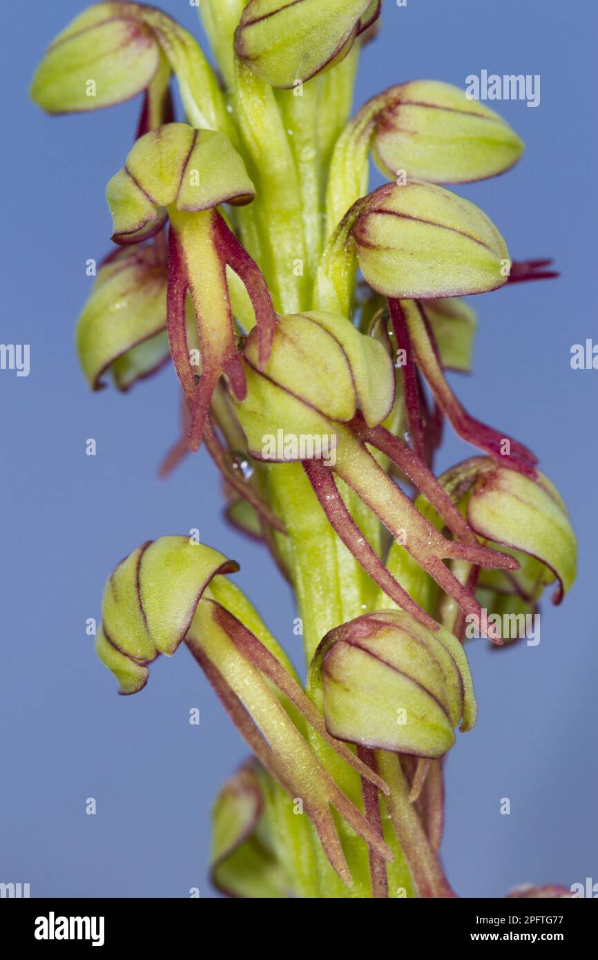 Man Orchid (Orchis anthropophora) close-up of flowers, Causse de Gramat ...