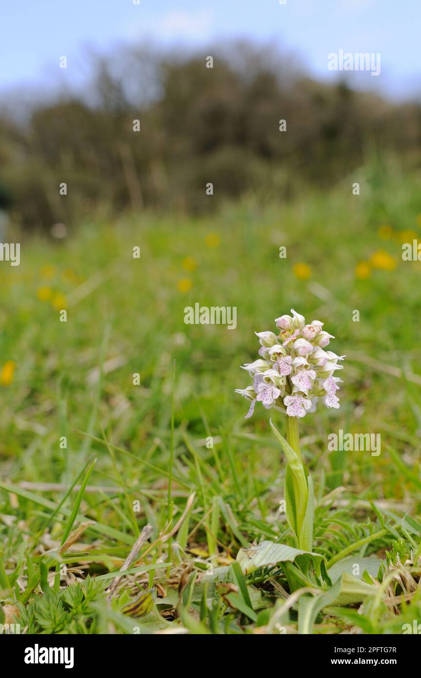 Neotinea tridentata, Orchis commutata, three-toothed orchid (Orchis ...