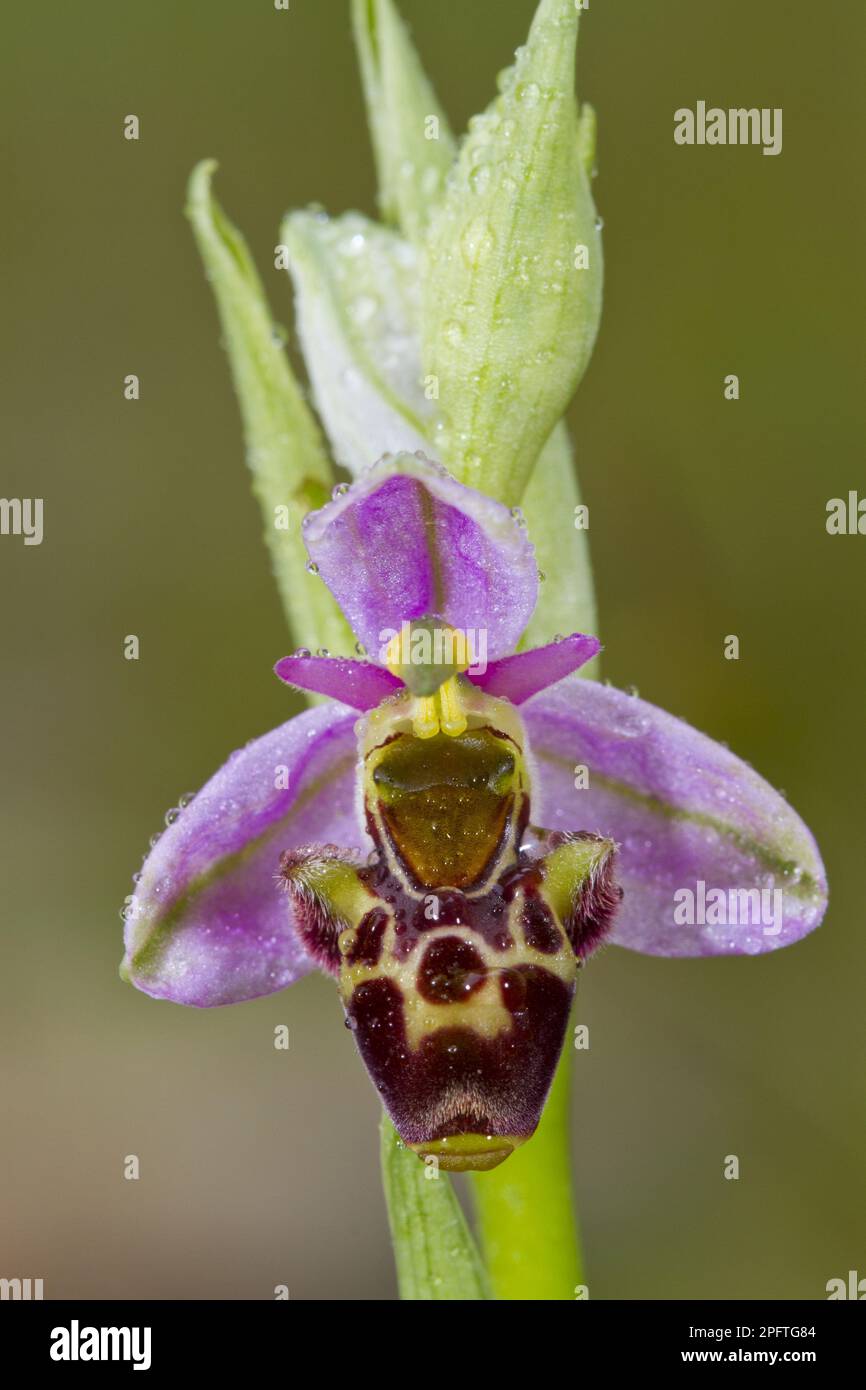 Woodcock Orchid (Ophrys scolopax) close-up of flower, with raindrops ...