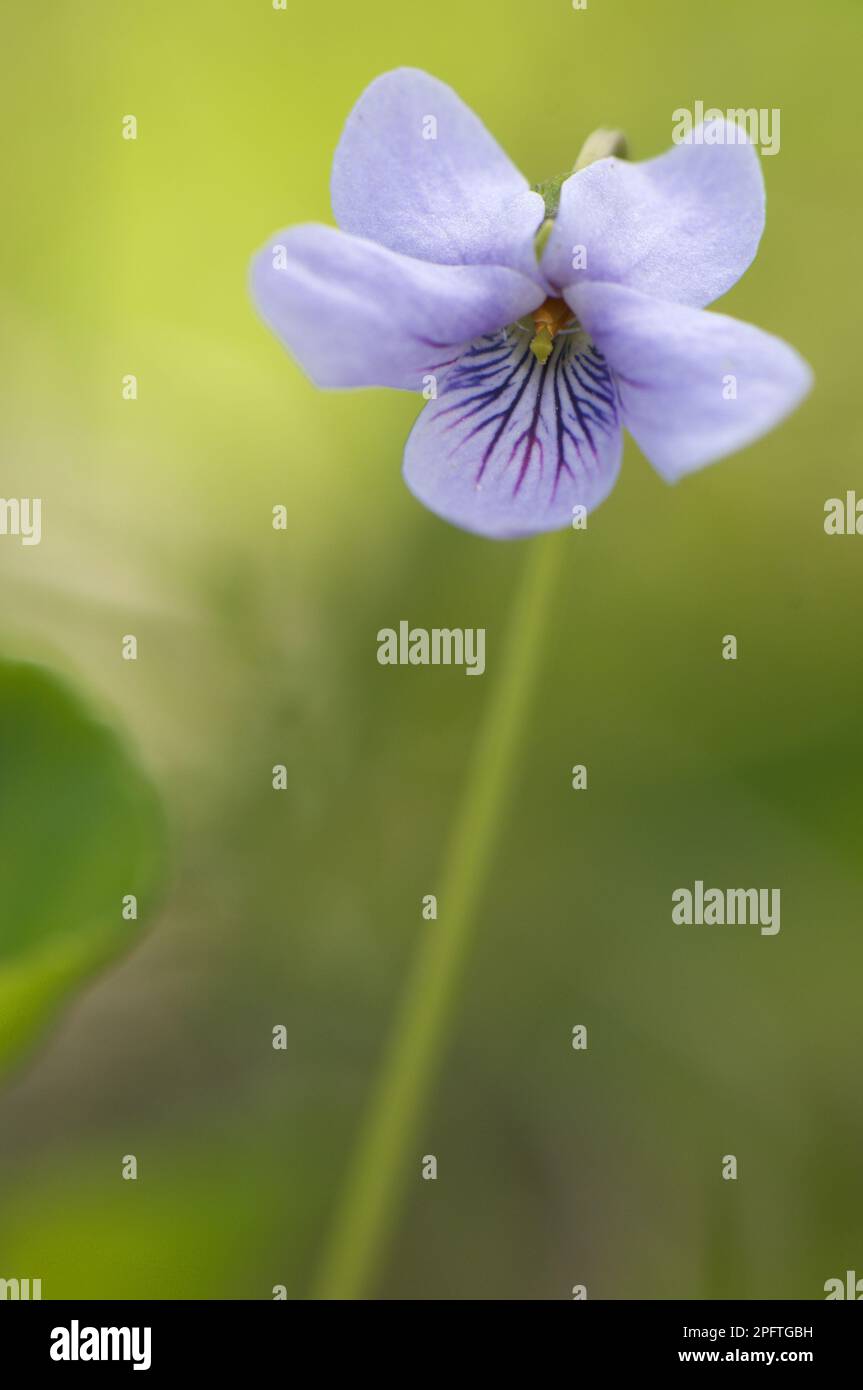 Marsh Violet, Marsh Violet, Violet family, Marsh Violet (Viola ...