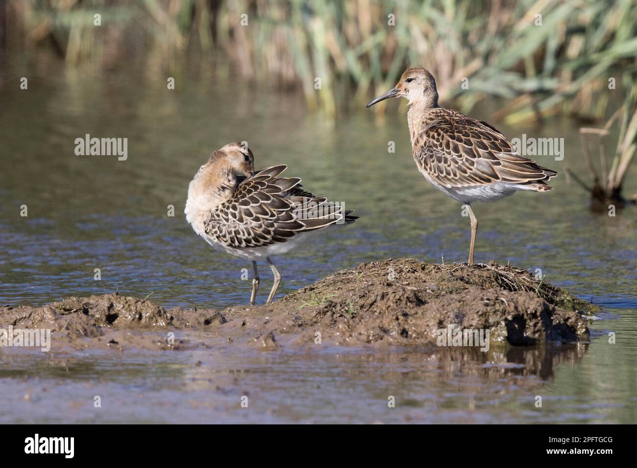 Juvenile ruff preening hi-res stock photography and images - Alamy