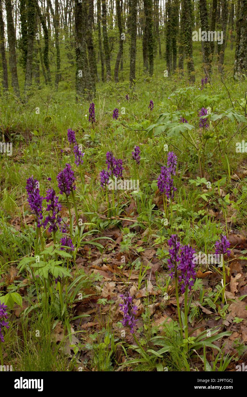 Roman Orchid (Dactylorhiza romana) flowering mass, growing in oak ...
