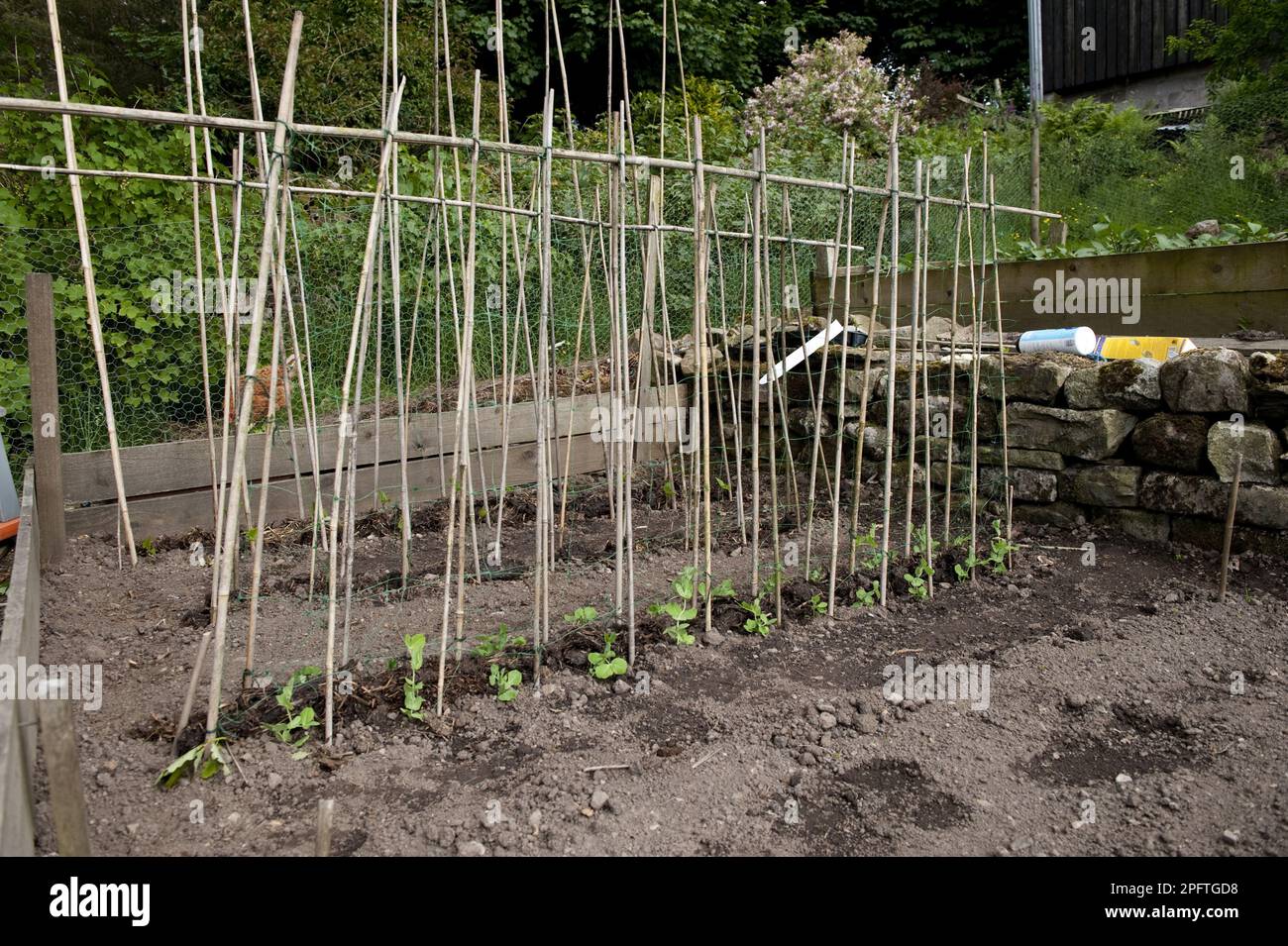 Runner Bean (Phaseolus coccineus) seedlings, growing with cane frame ...
