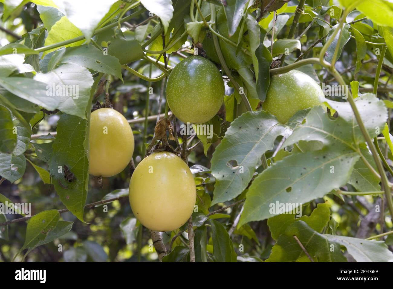 Passion fruit (Passiflora edulis), passion fruit, maracuja, passion ...
