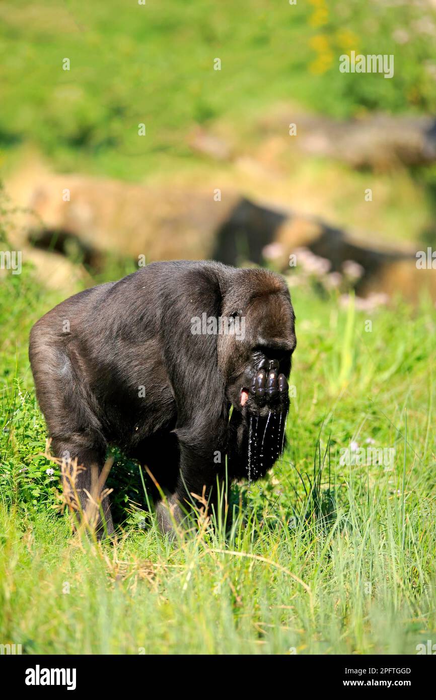 Western lowland gorilla (Gorilla gorilla gorilla), adult male at water ...