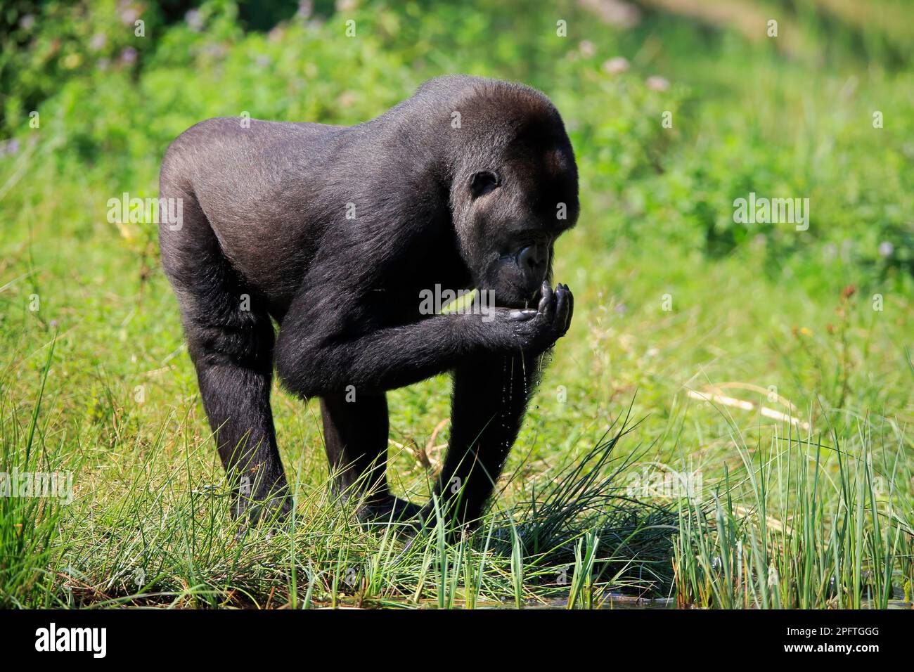 Western lowland gorilla (Gorilla gorilla gorilla), adult at the water ...