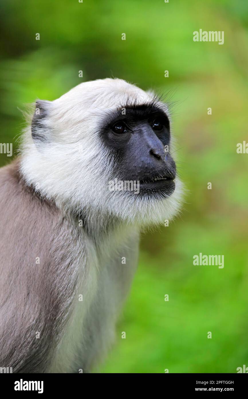 Northern plains gray langur (Semnopithecus entellus Stock Photo - Alamy