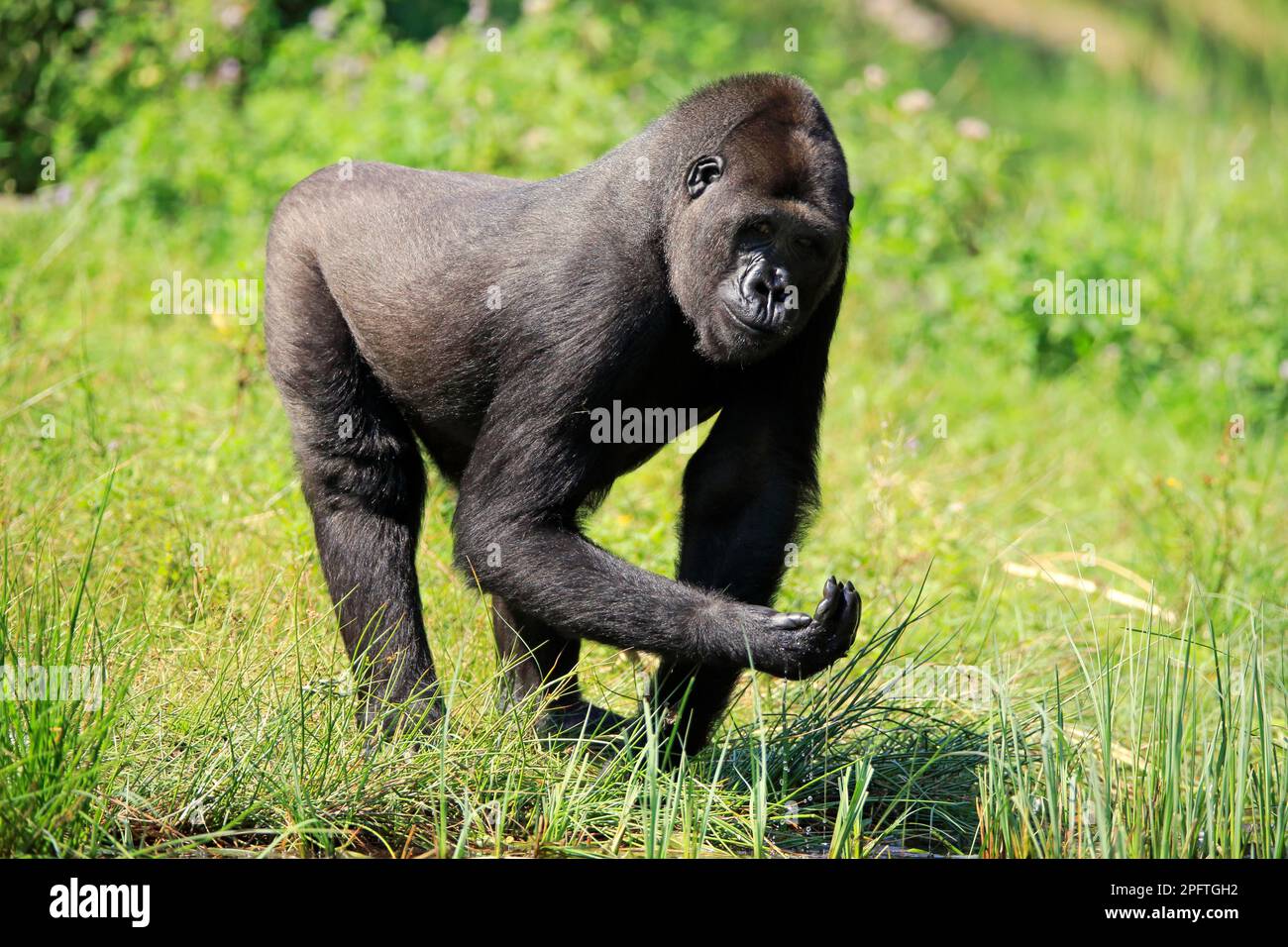Western lowland gorilla (Gorilla gorilla gorilla), adult at the water ...