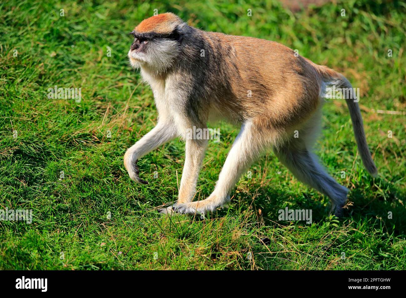 Common patas monkey (Erythrocebus patas patas Stock Photo - Alamy