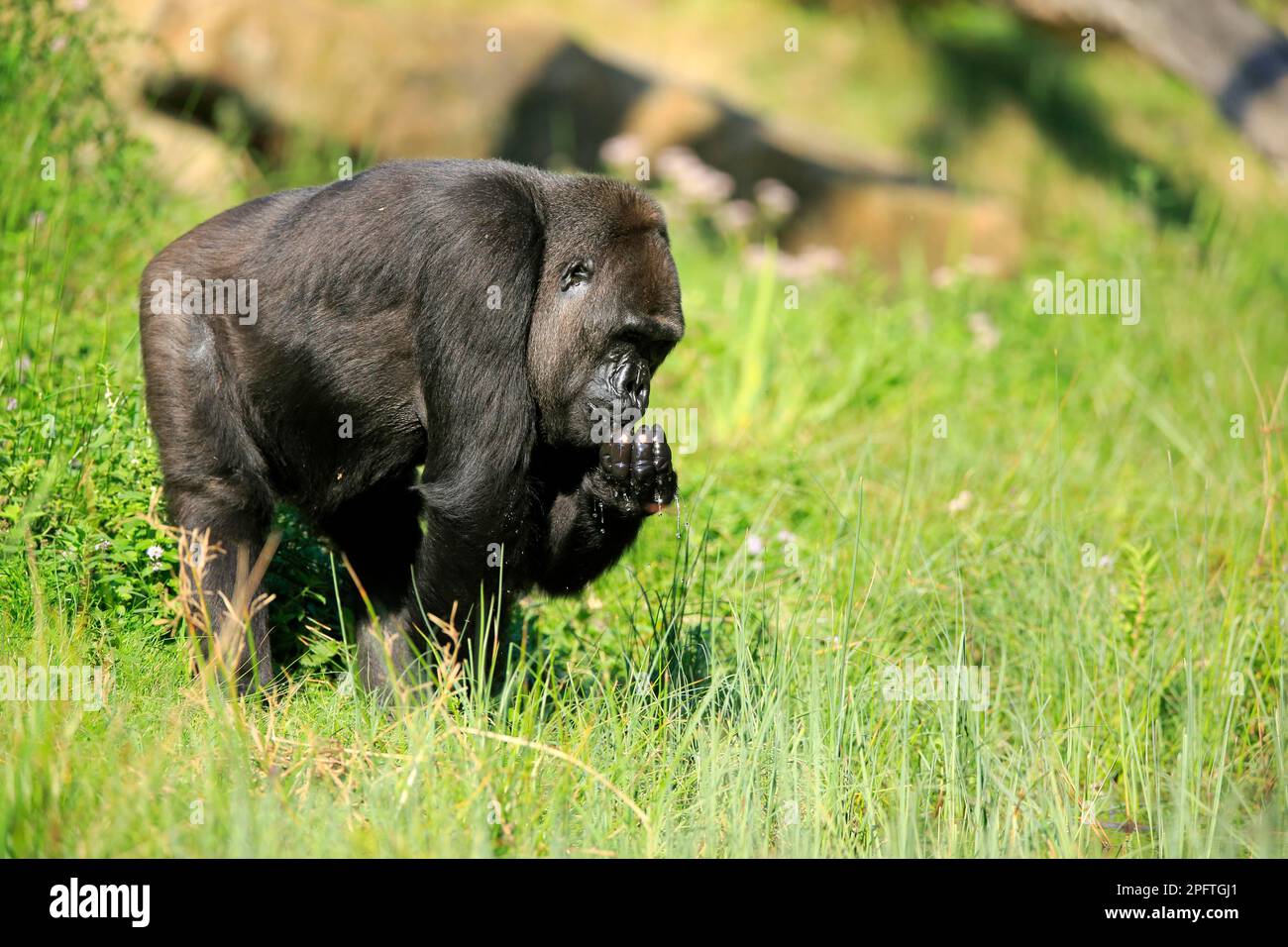 Drinking gorilla hi-res stock photography and images - Alamy