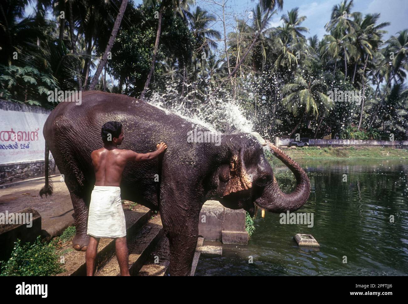 The temple elephant taking bath with the help of Mahout in the pond at ...
