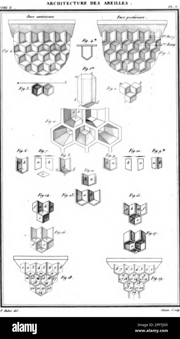 The architecture of bees Stock Photo - Alamy