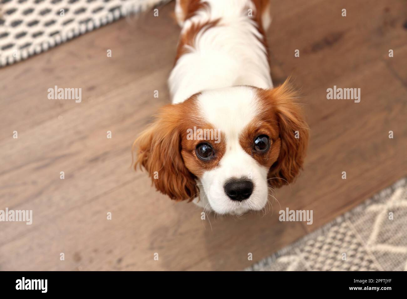 Adorable Cavalier King Charles Spaniel Looking Expectantly Up at Camera ...