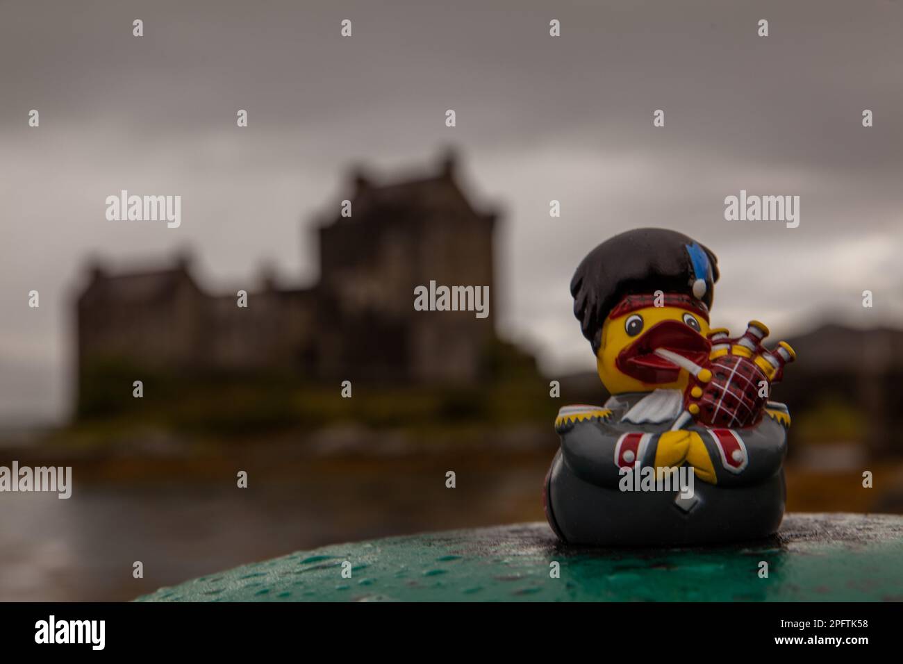 Squeaking duck, Eilean Donan Castle, West Coast, Scotland, UK Stock ...