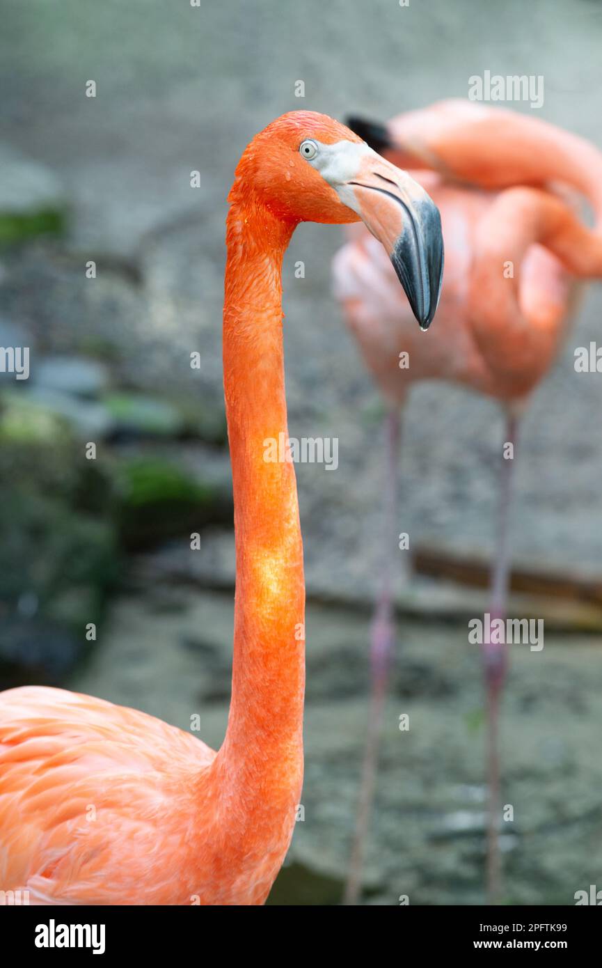 exotic flamingo bird outdoor. image of flamingo bird in nature ...