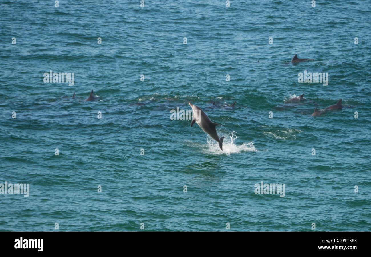 A pod of wild Bottlenose Dolphins swimming and playing, one Dolphin ...