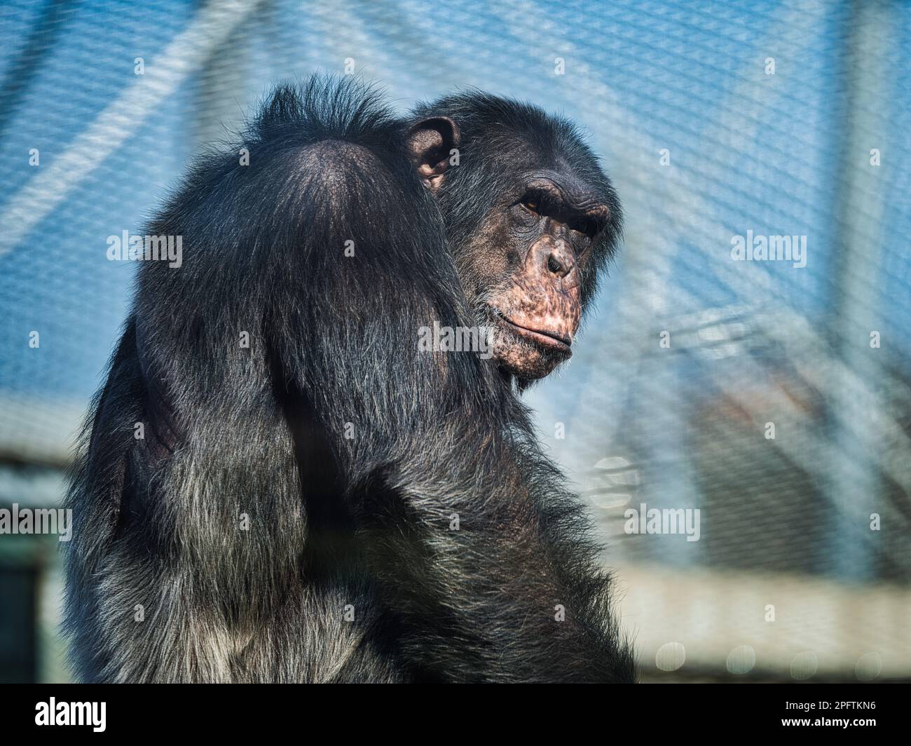 Chimpanzee primate side portrait Stock Photo - Alamy