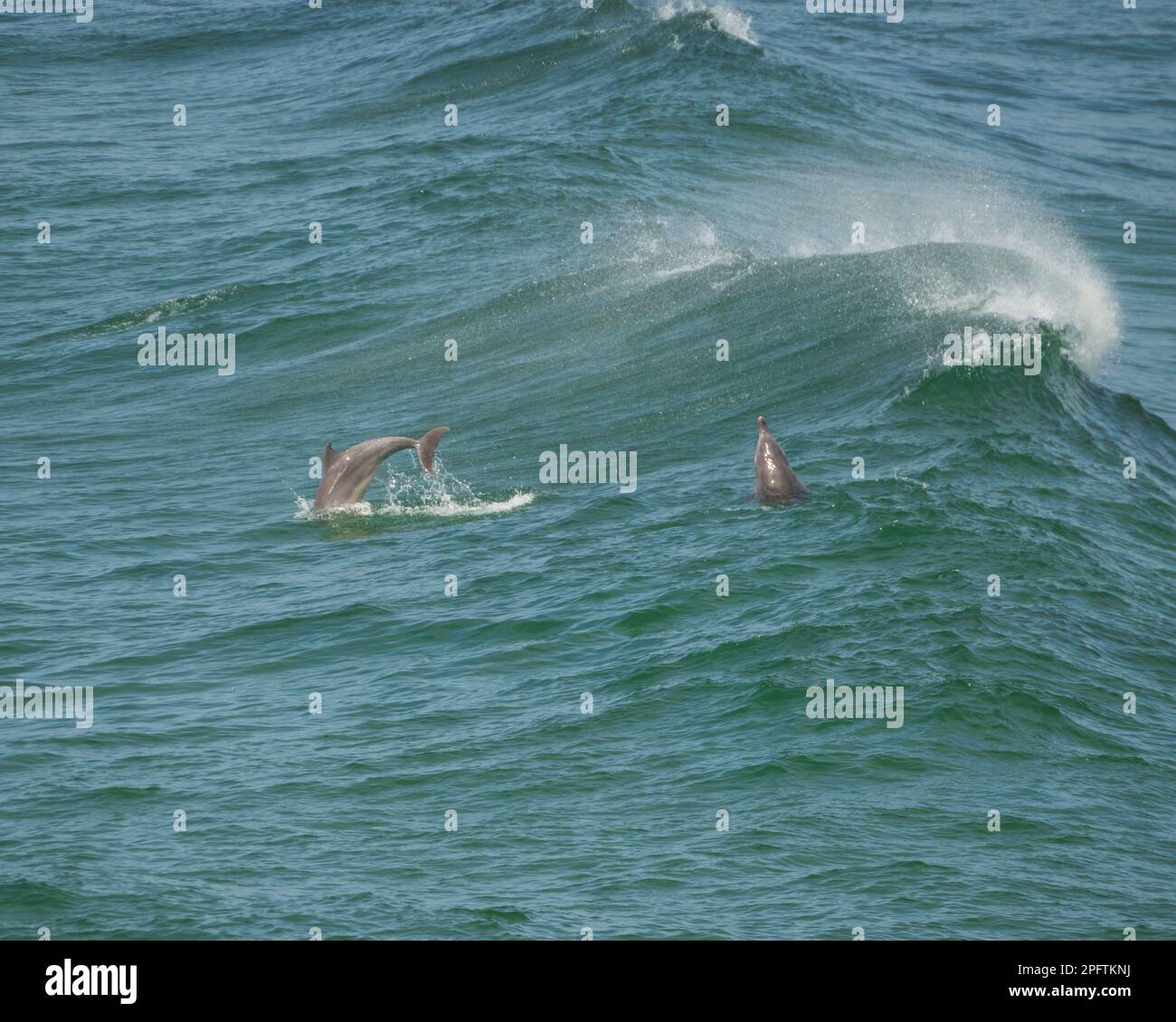 Bottlenose Dolphins playing and diving out the back of a wave they have ...