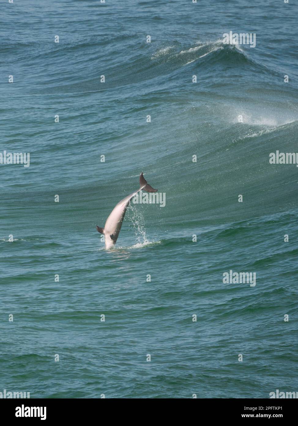 Bottlenose Dolphin playing, diving in the sea water head first out the ...