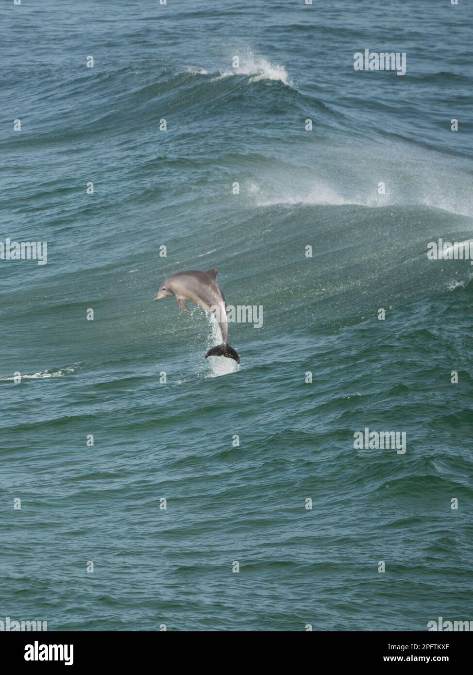 Bottlenose Dolphin playing, leaping into the air after diving out the ...