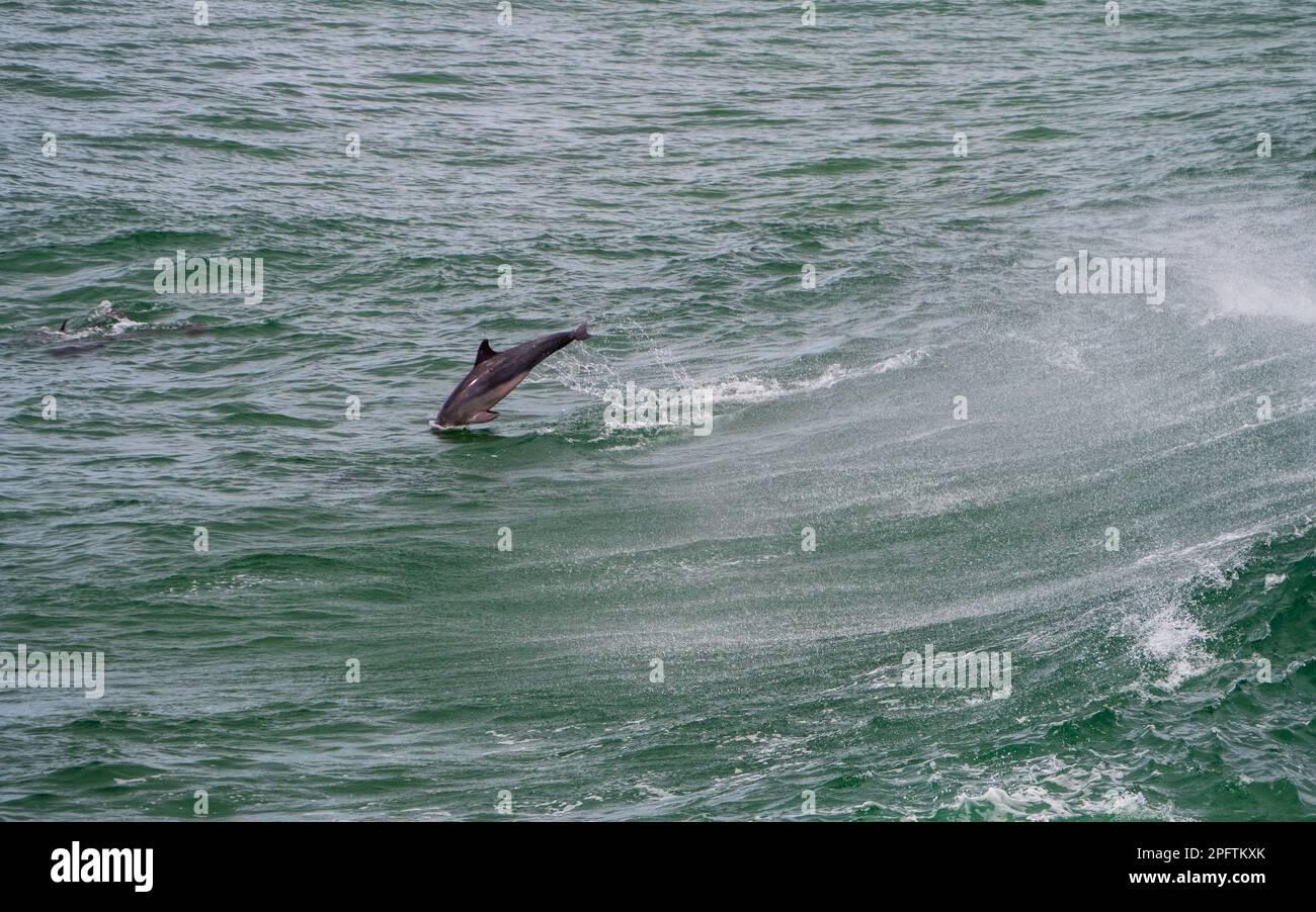 Bottlenose Dolphin diving diving in the sea water head first out the ...