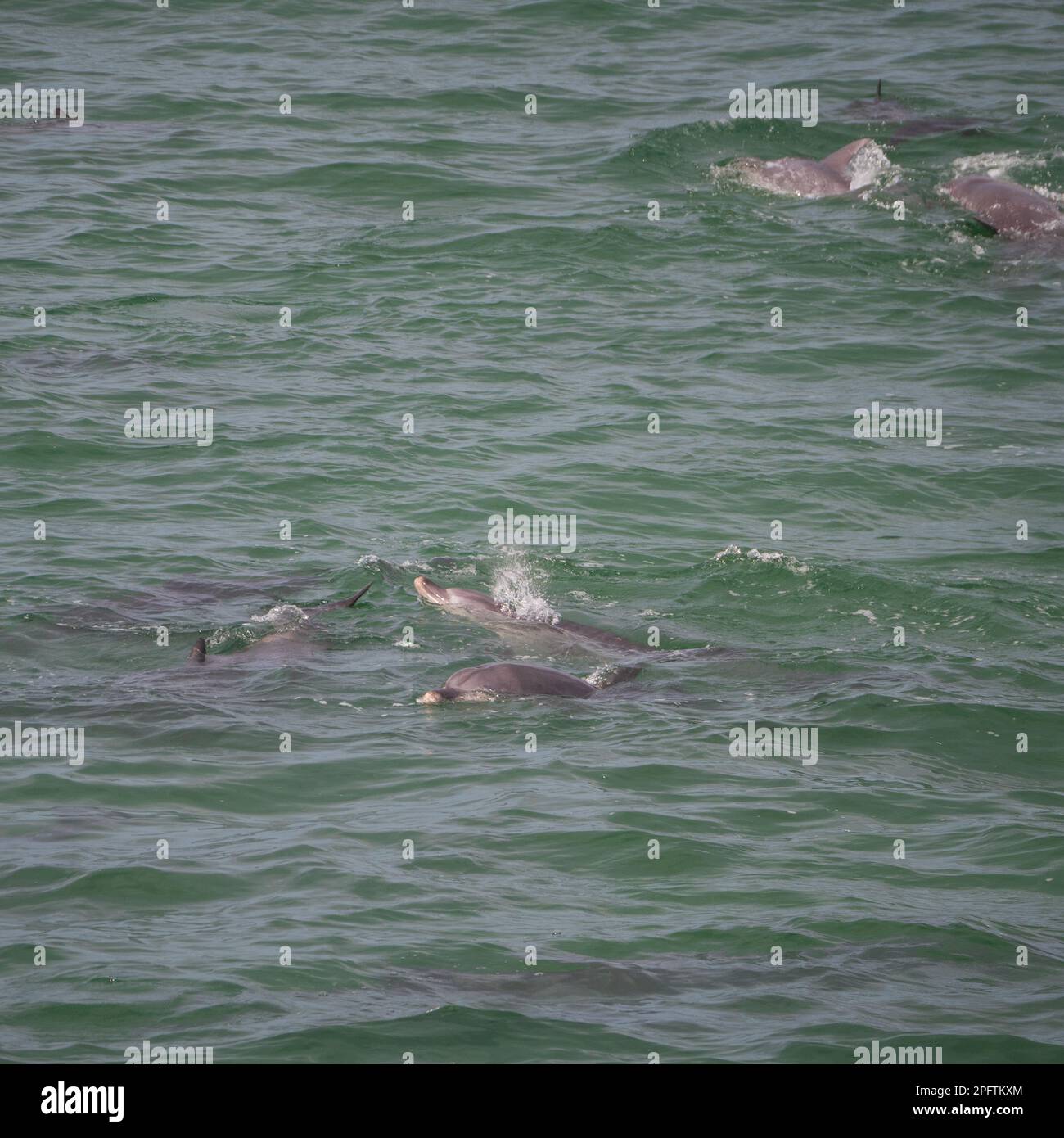 Shiny grey Bottlenose Dolphins from a large pod swimming close to the ...