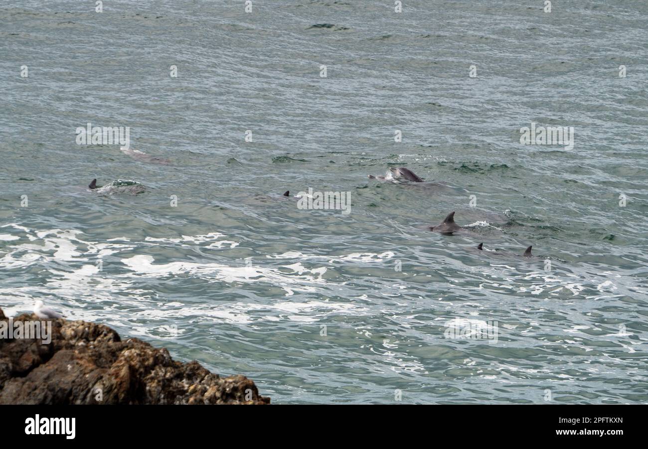Hooked dorsal fins hi-res stock photography and images - Alamy