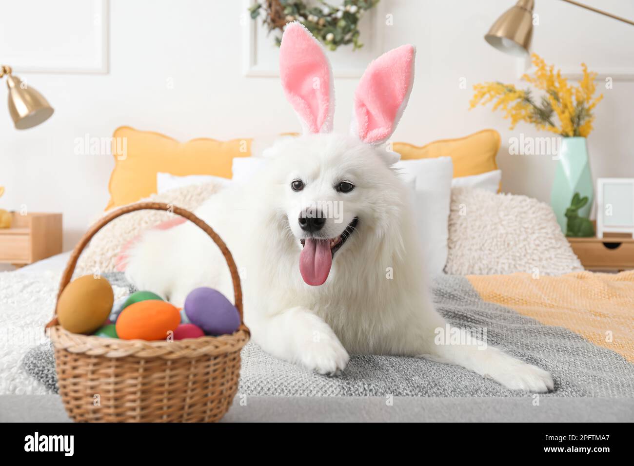 White Samoyed dog with bunny ears and Easter eggs lying in bedroom ...