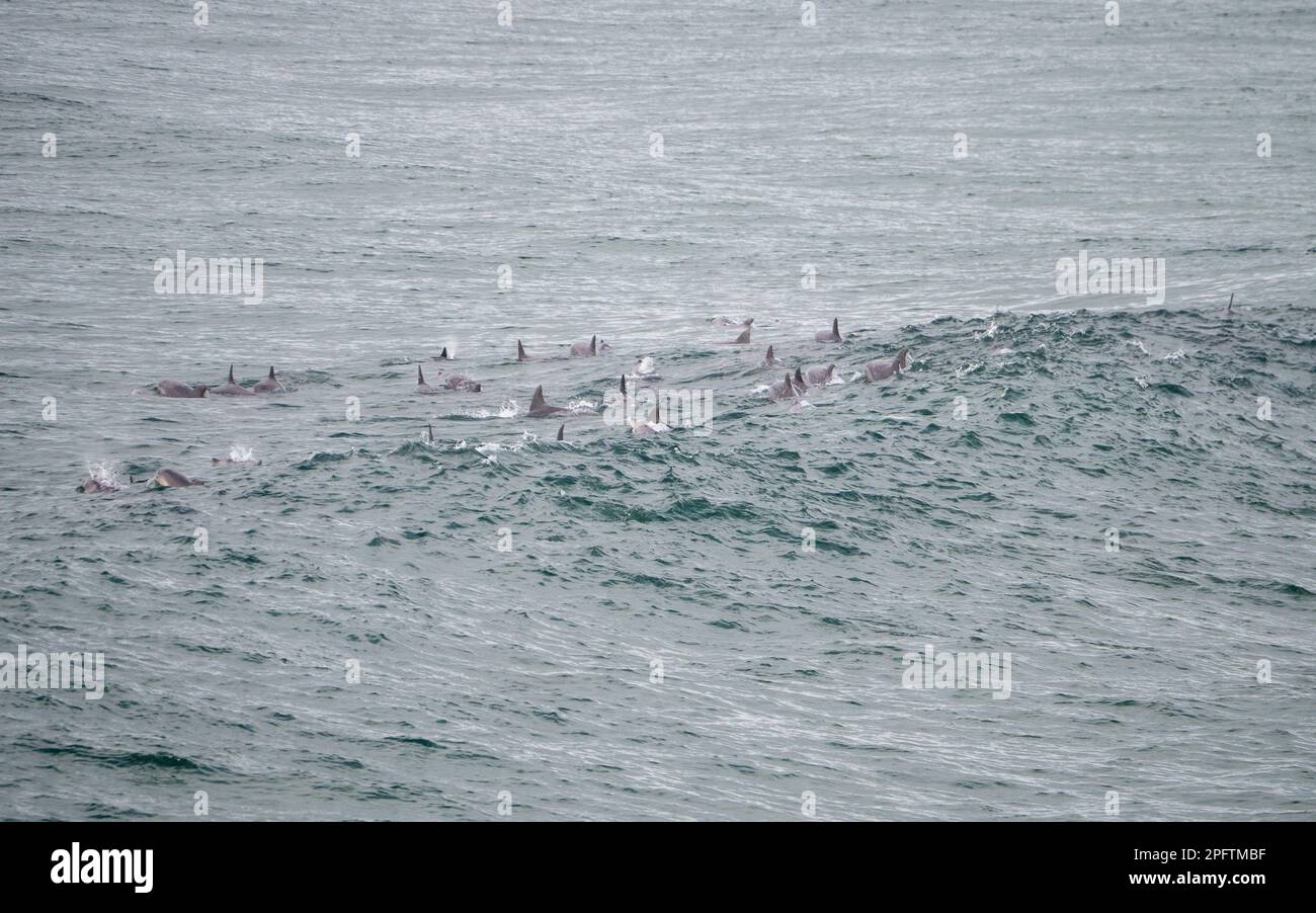 Hooked dorsal fins hi-res stock photography and images - Alamy