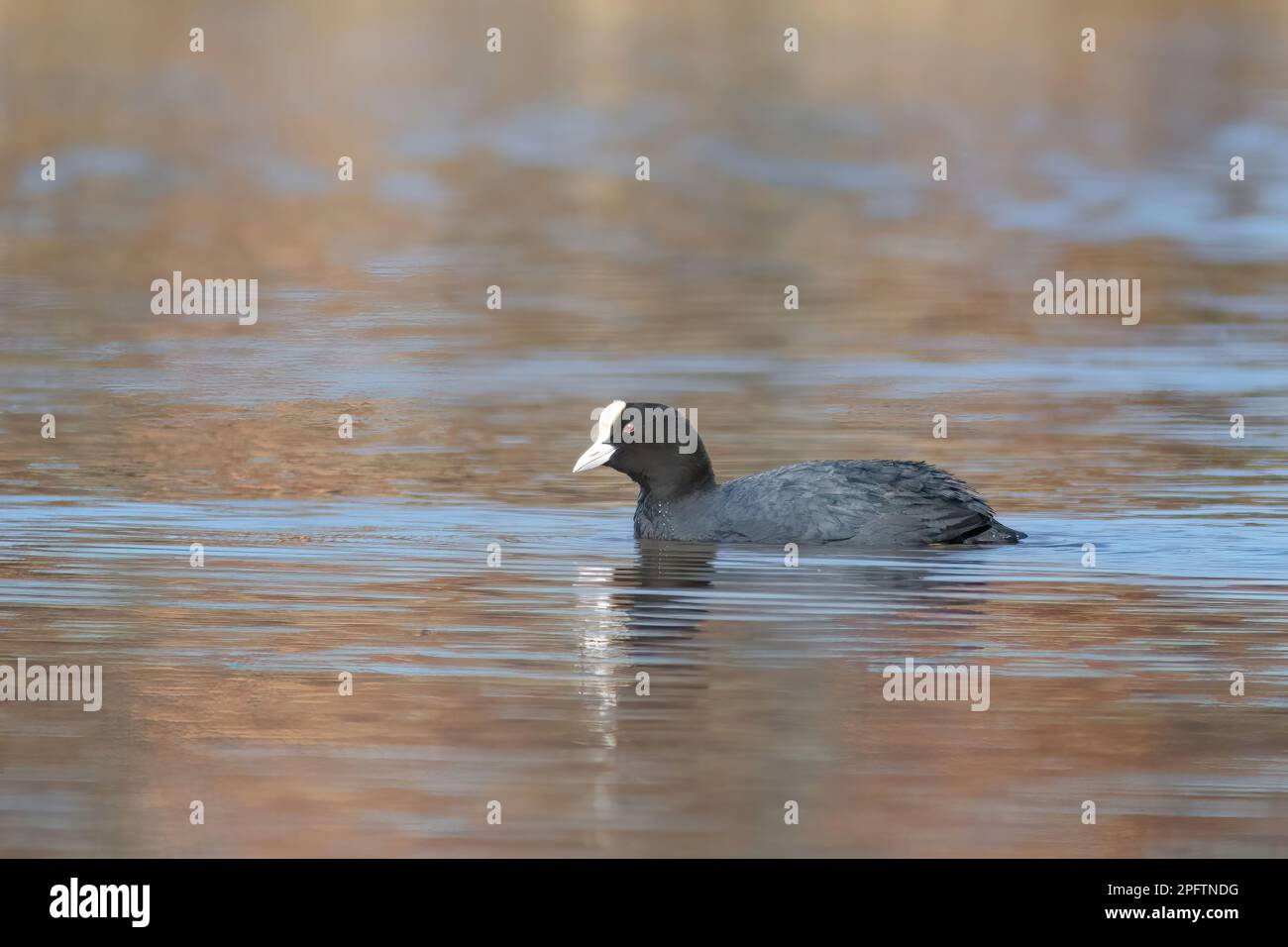 Coot swimming scene hi-res stock photography and images - Alamy