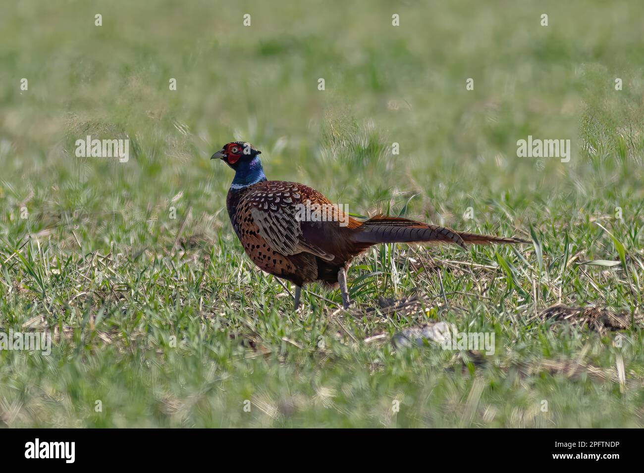 Pheasant in springtime hi-res stock photography and images - Alamy