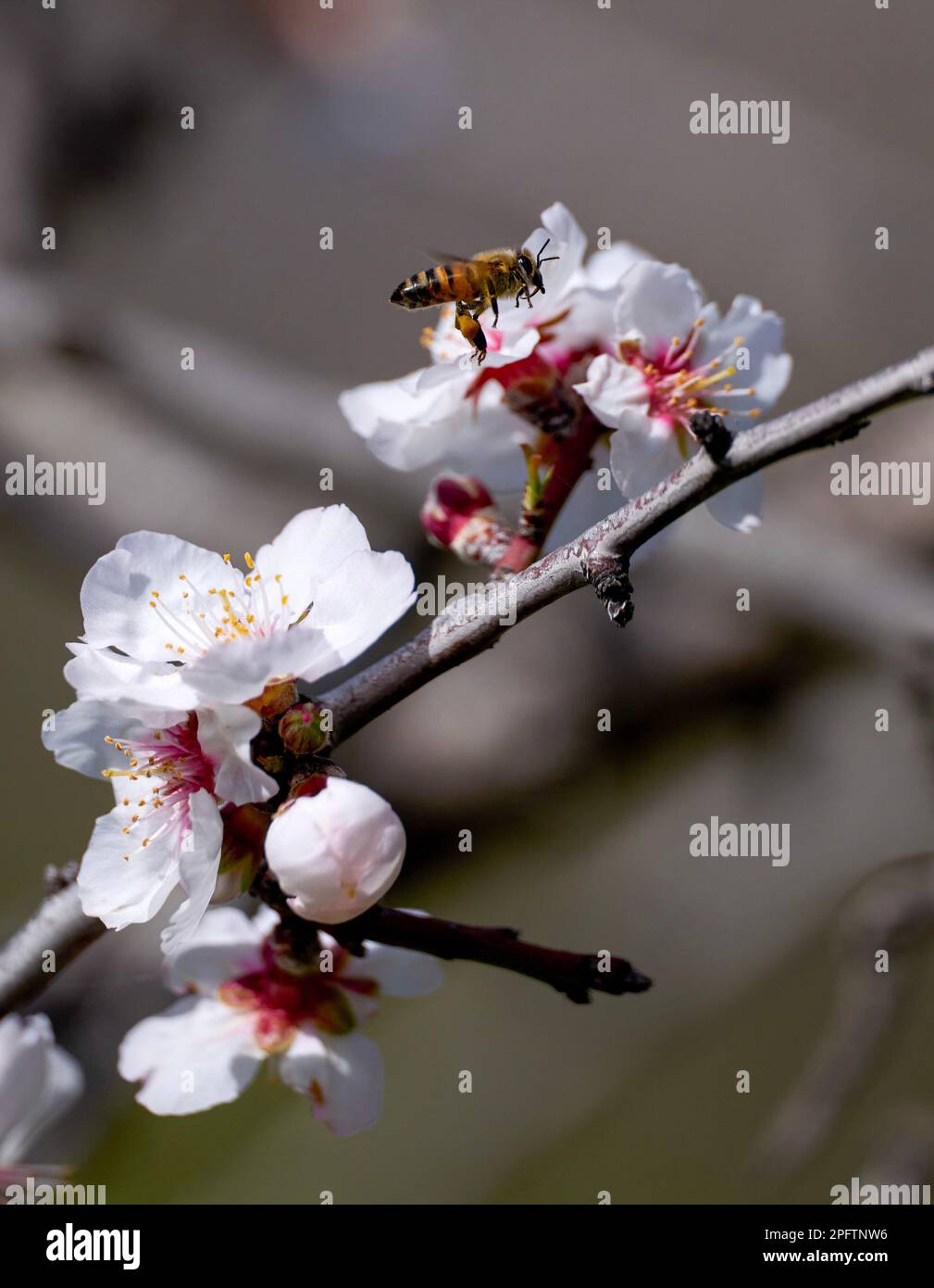 Western honey bee in flight over a booming almond tree Stock Photo - Alamy